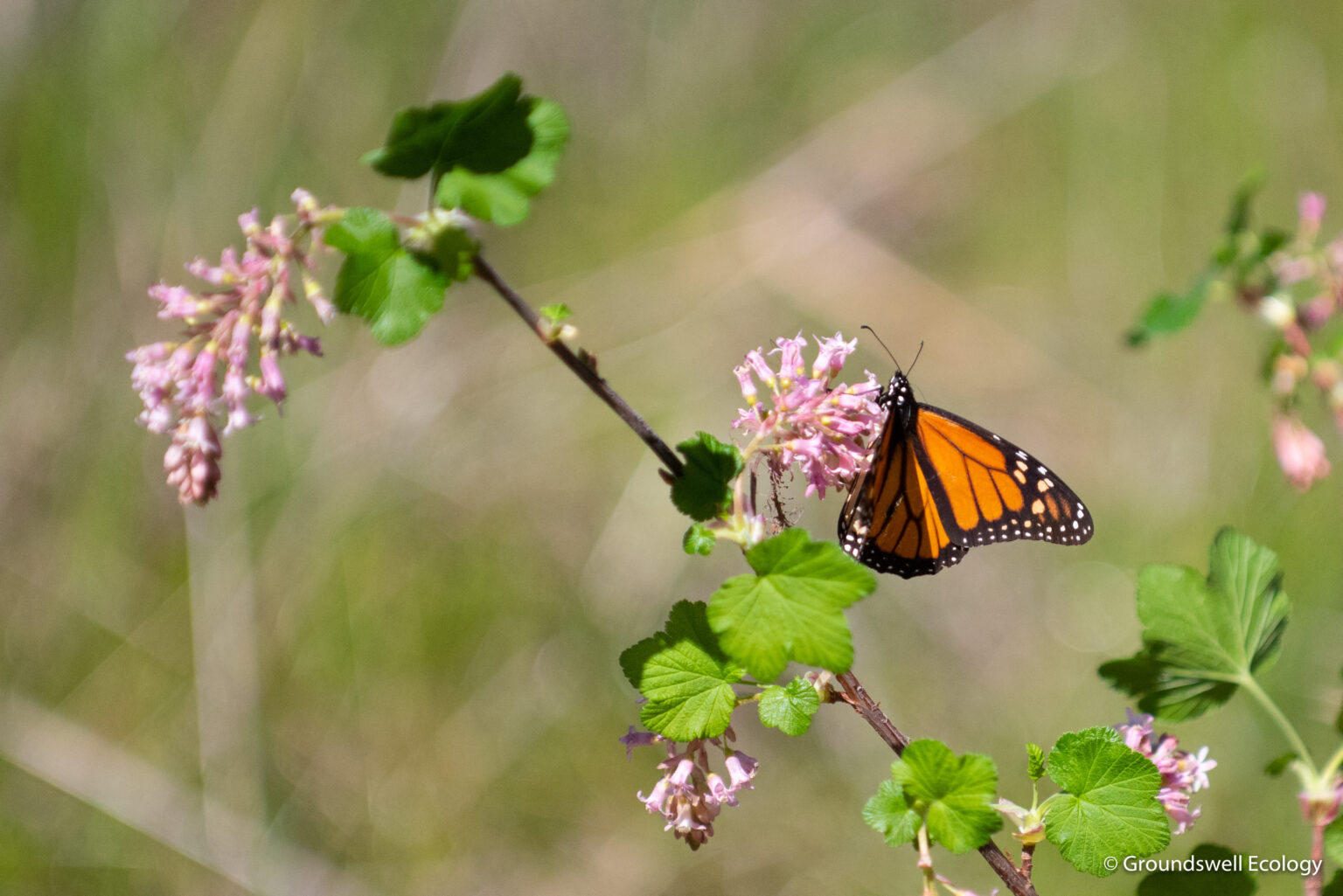Building Pollinator Corridors – Groundswell Coastal Ecology