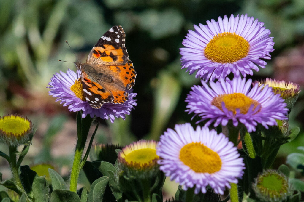 Building Pollinator Corridors – Groundswell Coastal Ecology